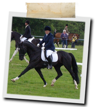 in the Pink Powder | Equine Supplements | Supplements for Horses