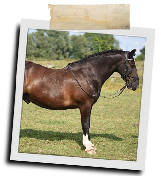 Superflex | Equine Supplements | Supplements for Horses