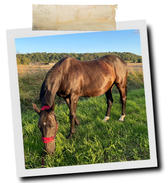 Respirator Boost | Equine Supplements | Supplements for Horses